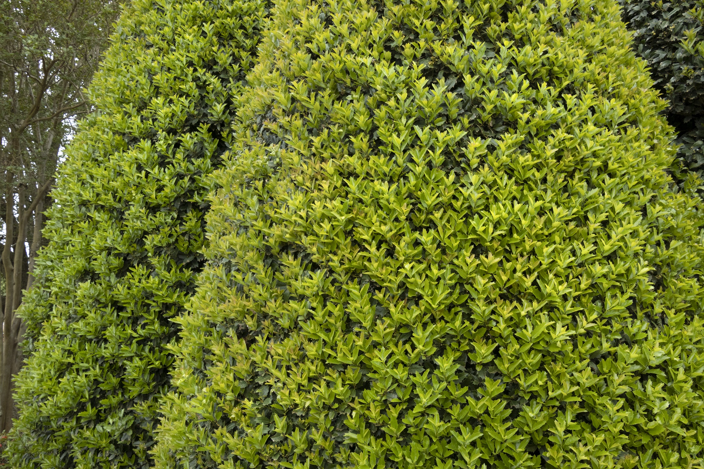 Oak Leaf™ Red Holly, Ilex x 'Conaf', Monrovia Plant
