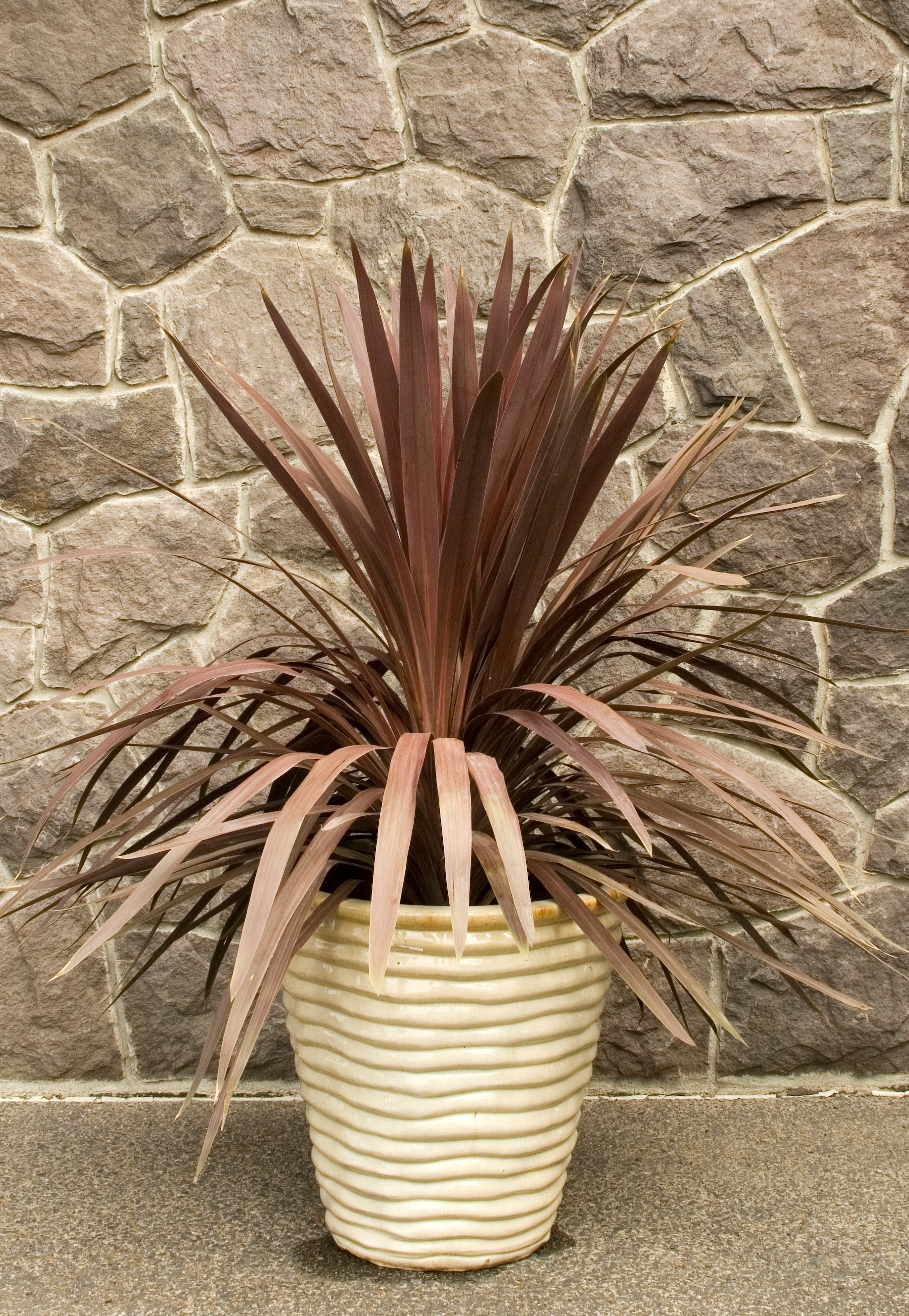 Red Star Cordyline, Cordyline australis 'Red Star', Monrovia Plant