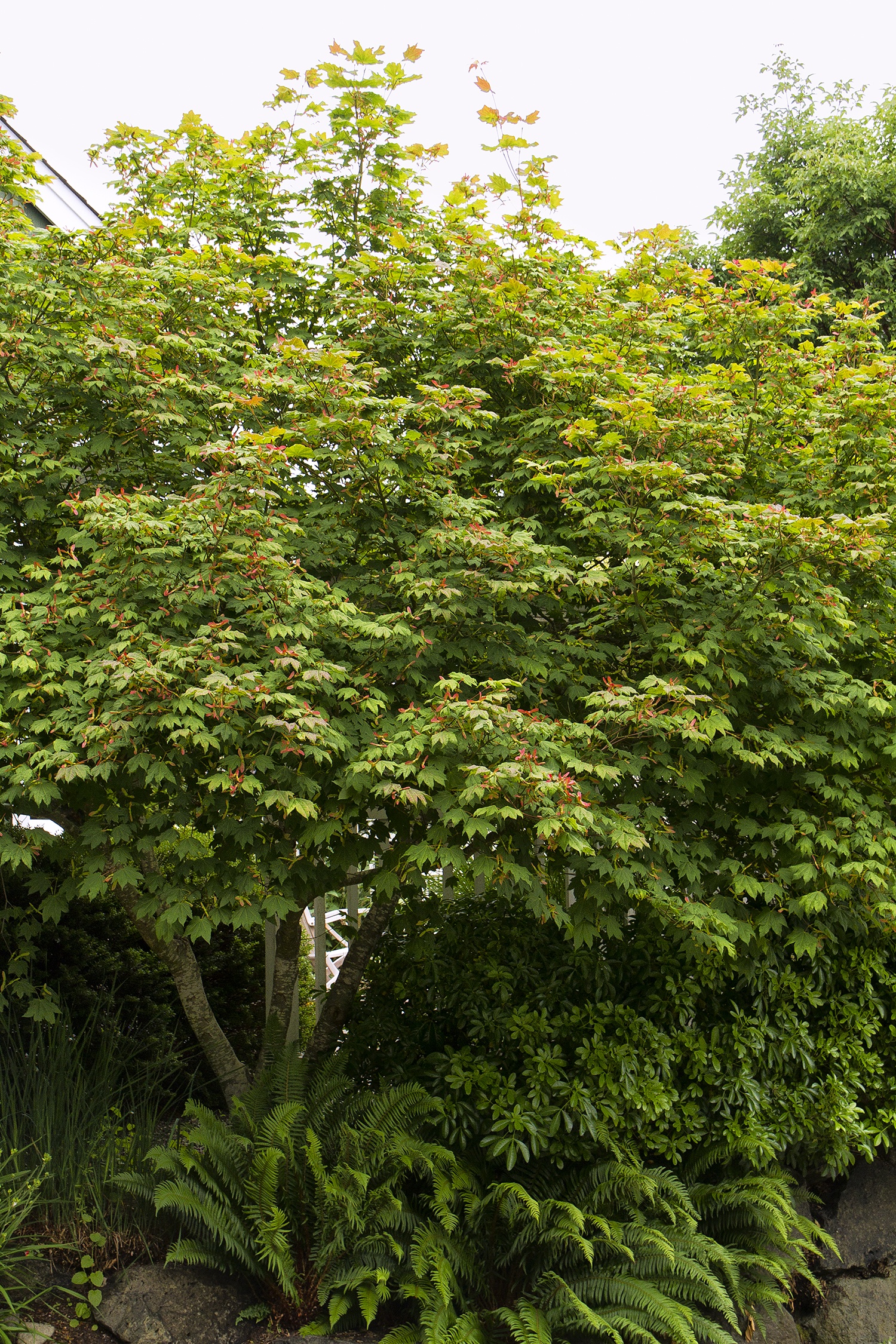 Vine Maple, Acer circinatum, Monrovia Plant