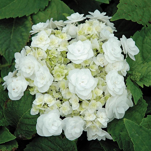 Double Delights™ Wedding Gown Hydrangea, Monrovia Plant
