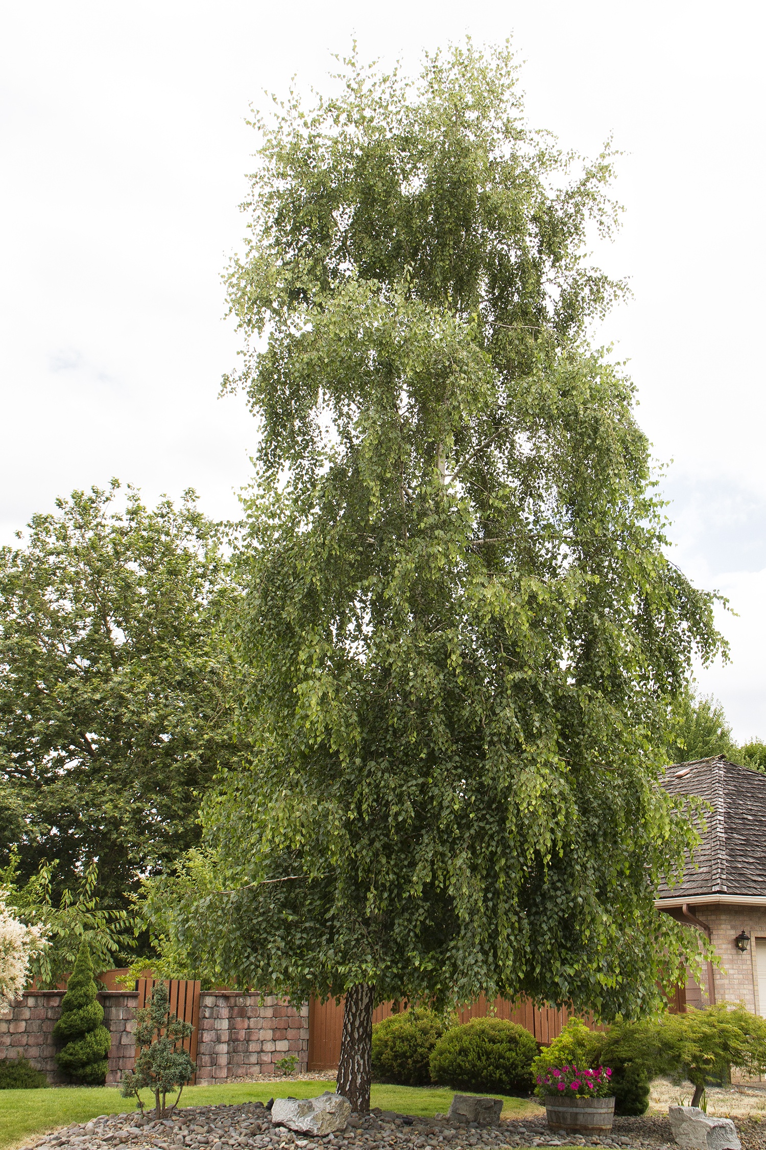 European White Birch, Betula pendula, Monrovia Plant
