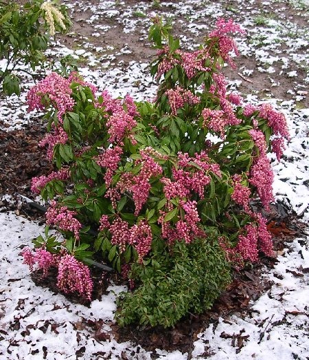 Enchanted Forest Collection® Impish Elf™ Pieris, Monrovia Plant