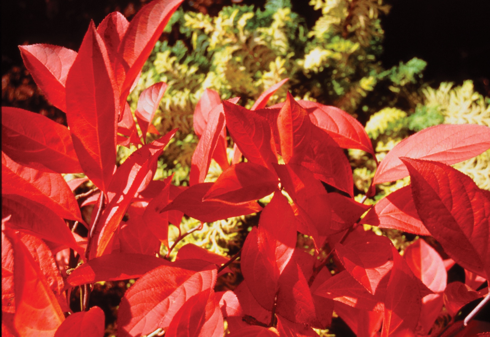 Little Henry® Dwarf Virginia Sweetspire, Itea virginica 'Sprich'