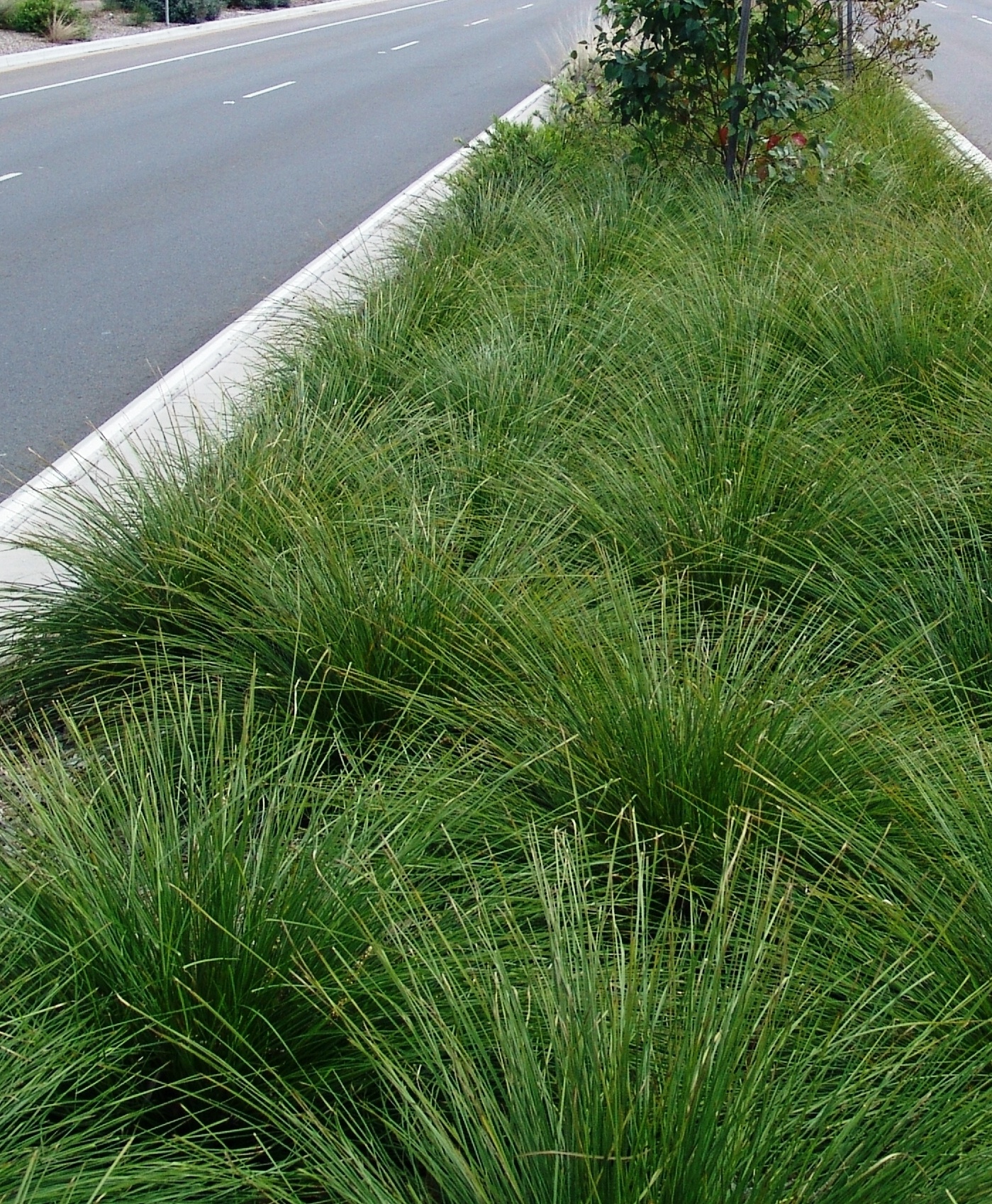 Breeze™ Dwarf Mat Rush, Lomandra longifolia 'LM300', Monrovia Plant