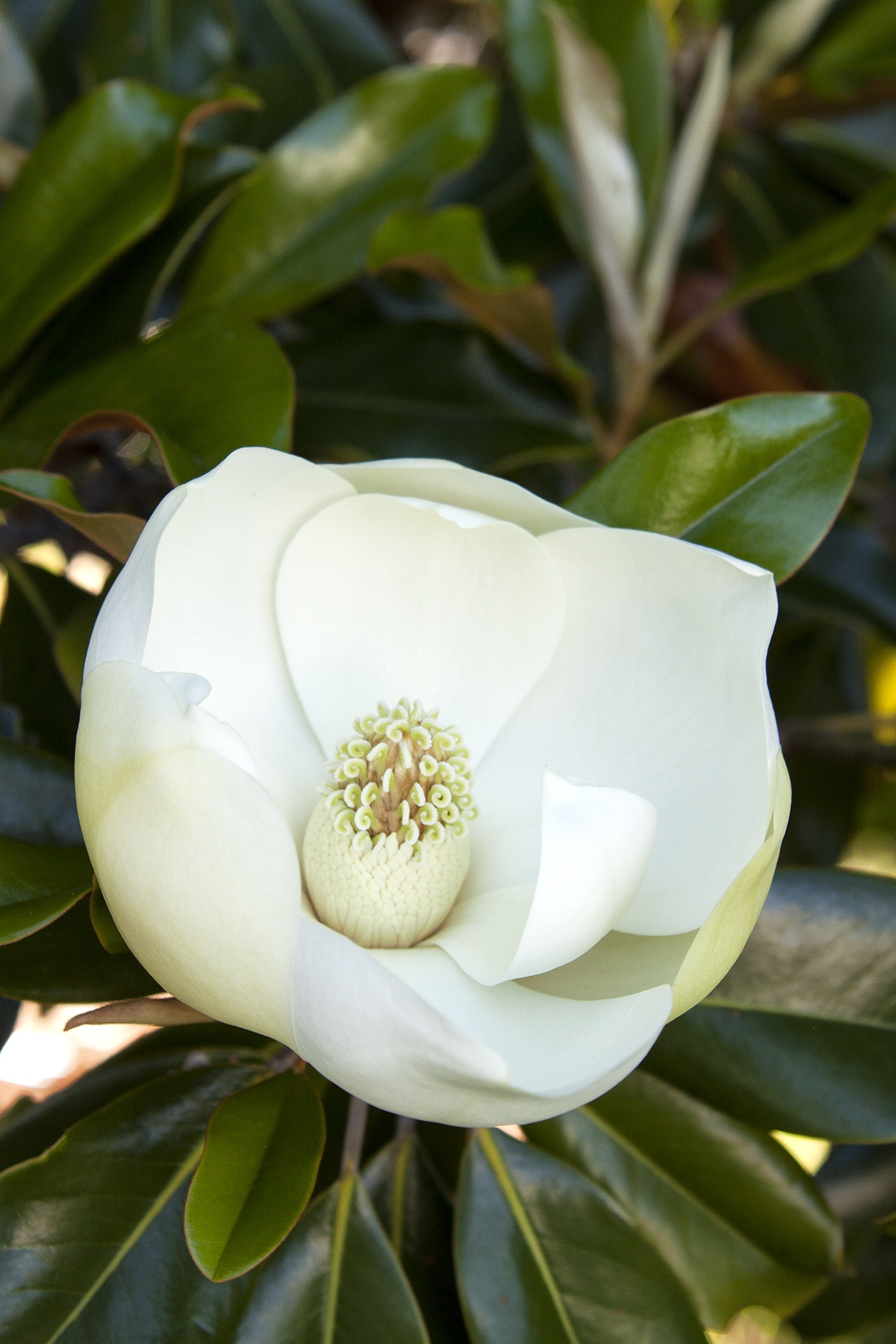 Little Gem Dwarf Southern Magnolia, Magnolia grandiflora 'Little Gem'