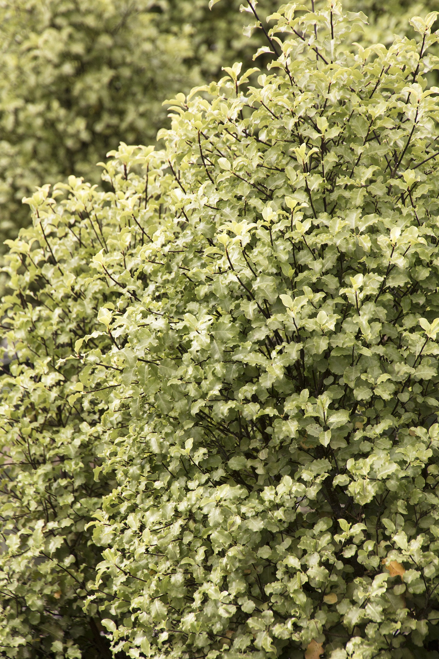 Tasman Ruffles Pittosporum, Pittosporum tenuifolium 'Tasman Ruffles'