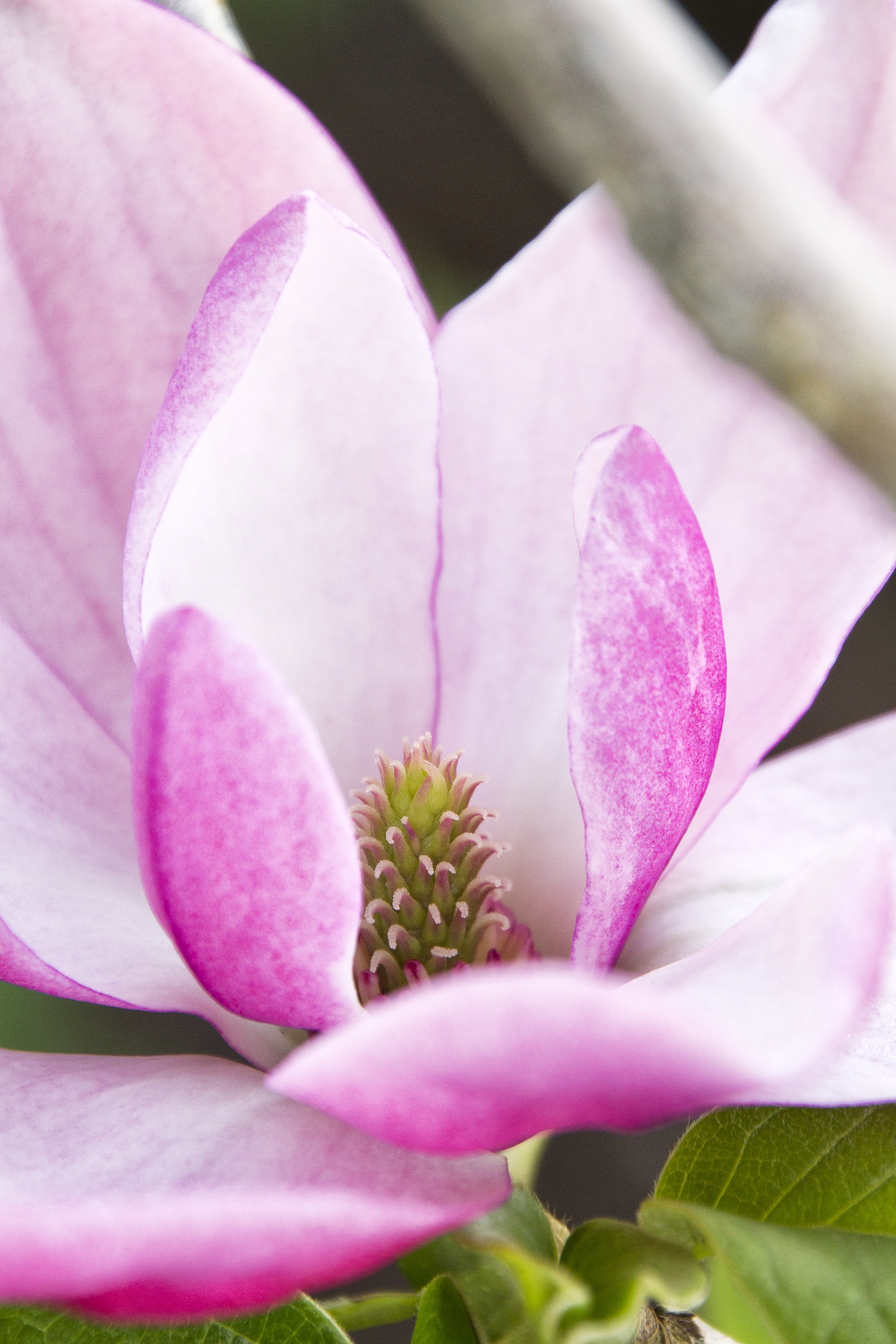 Rose Marie Magnolia, Magnolia 'Rose Marie', Monrovia Plant