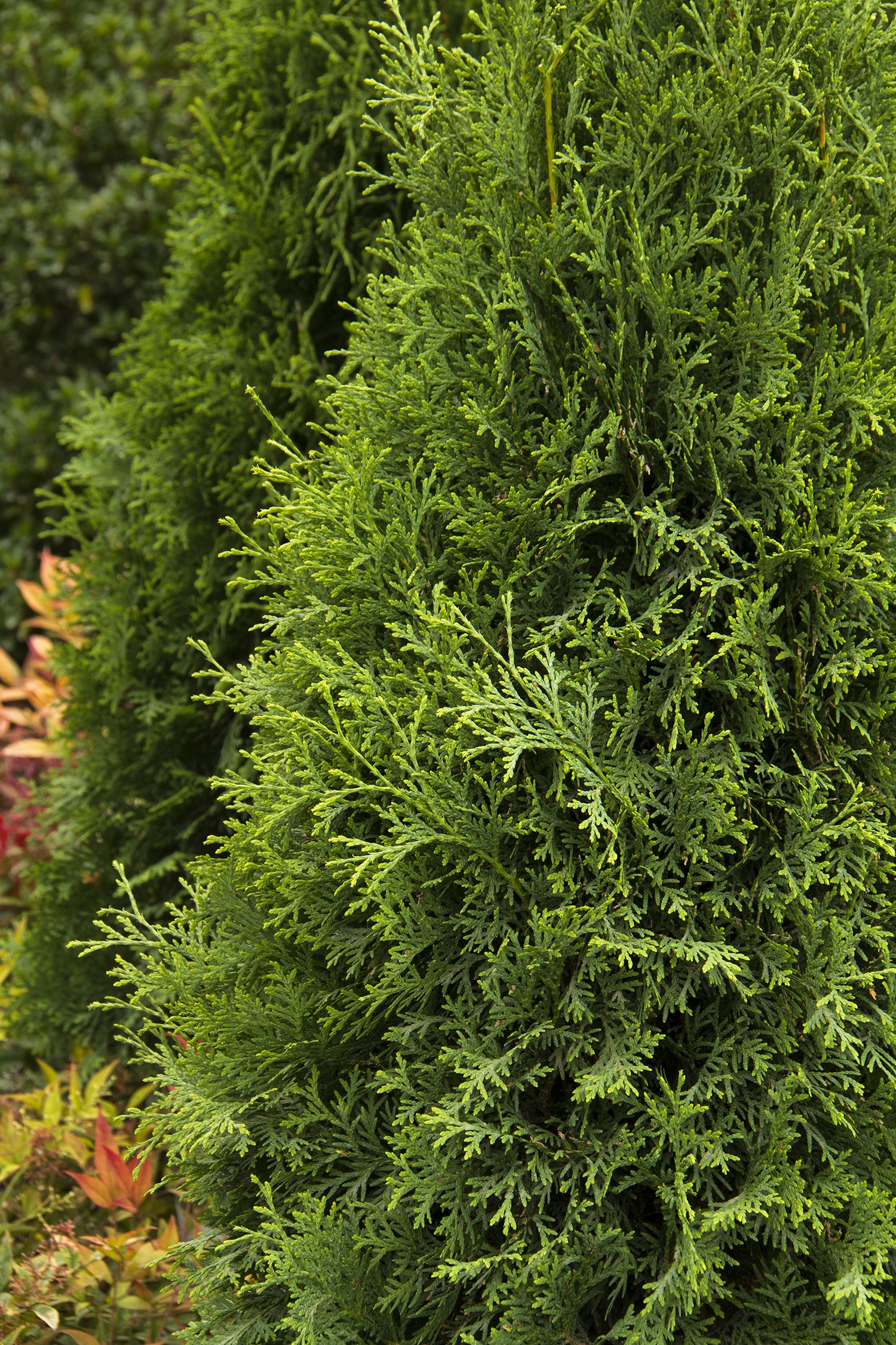 Malonyana Arborvitae, Thuja occidentalis 'Malonyana', Monrovia Plant