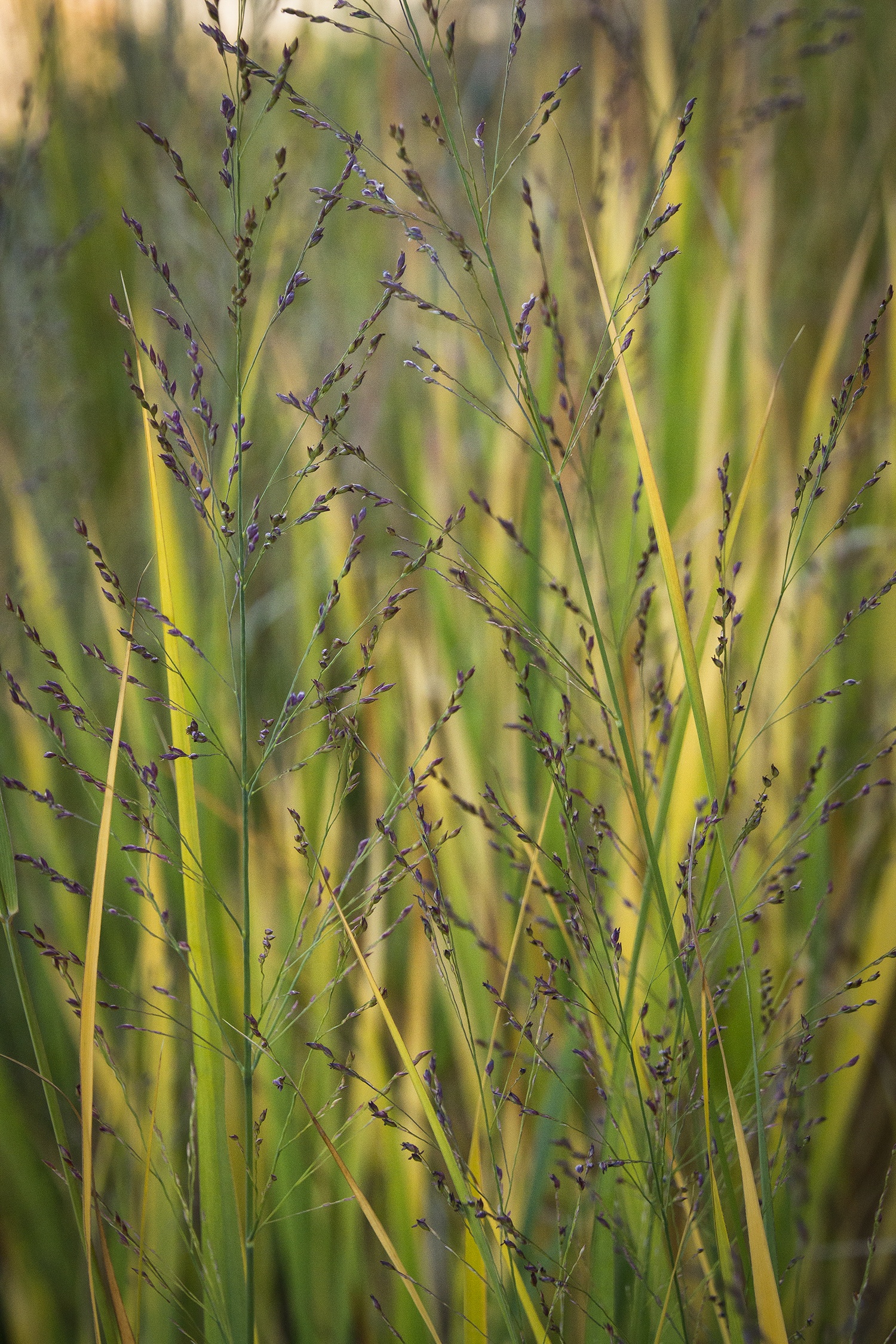Northwind Switch Grass, Panicum virgatum 'Northwind', Monrovia Plant