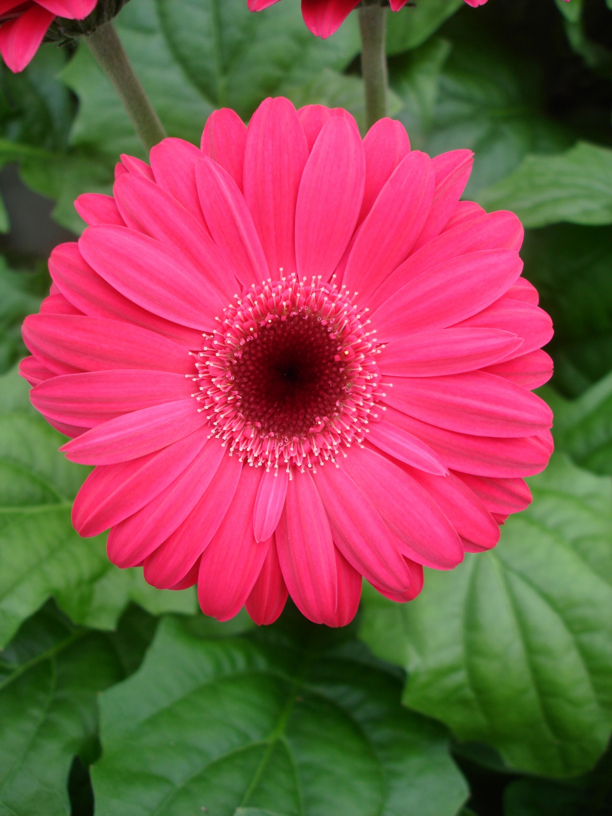Revolution™ Gerbera Daisy, Gerbera jamesonii Revolution™ Series