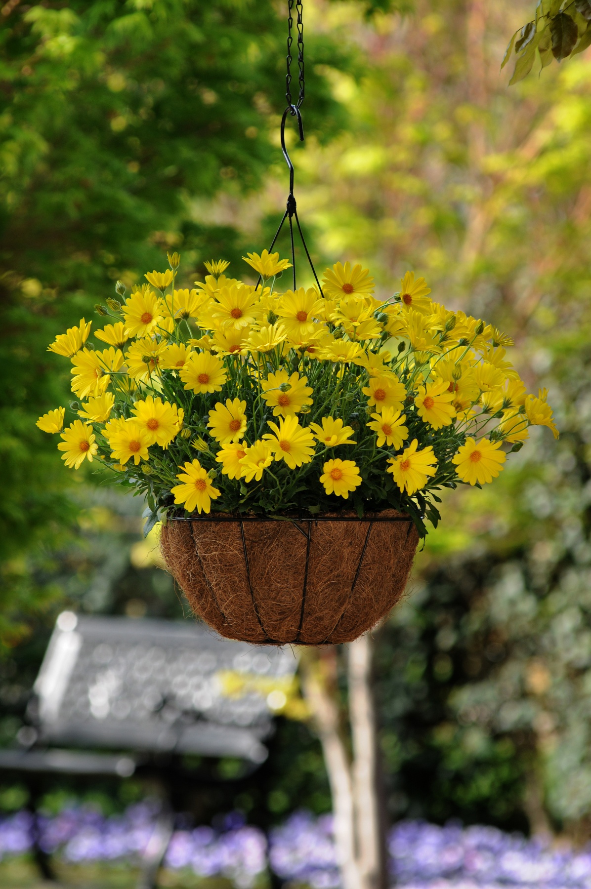 Voltage™ Yellow African Daisy, Monrovia Plant