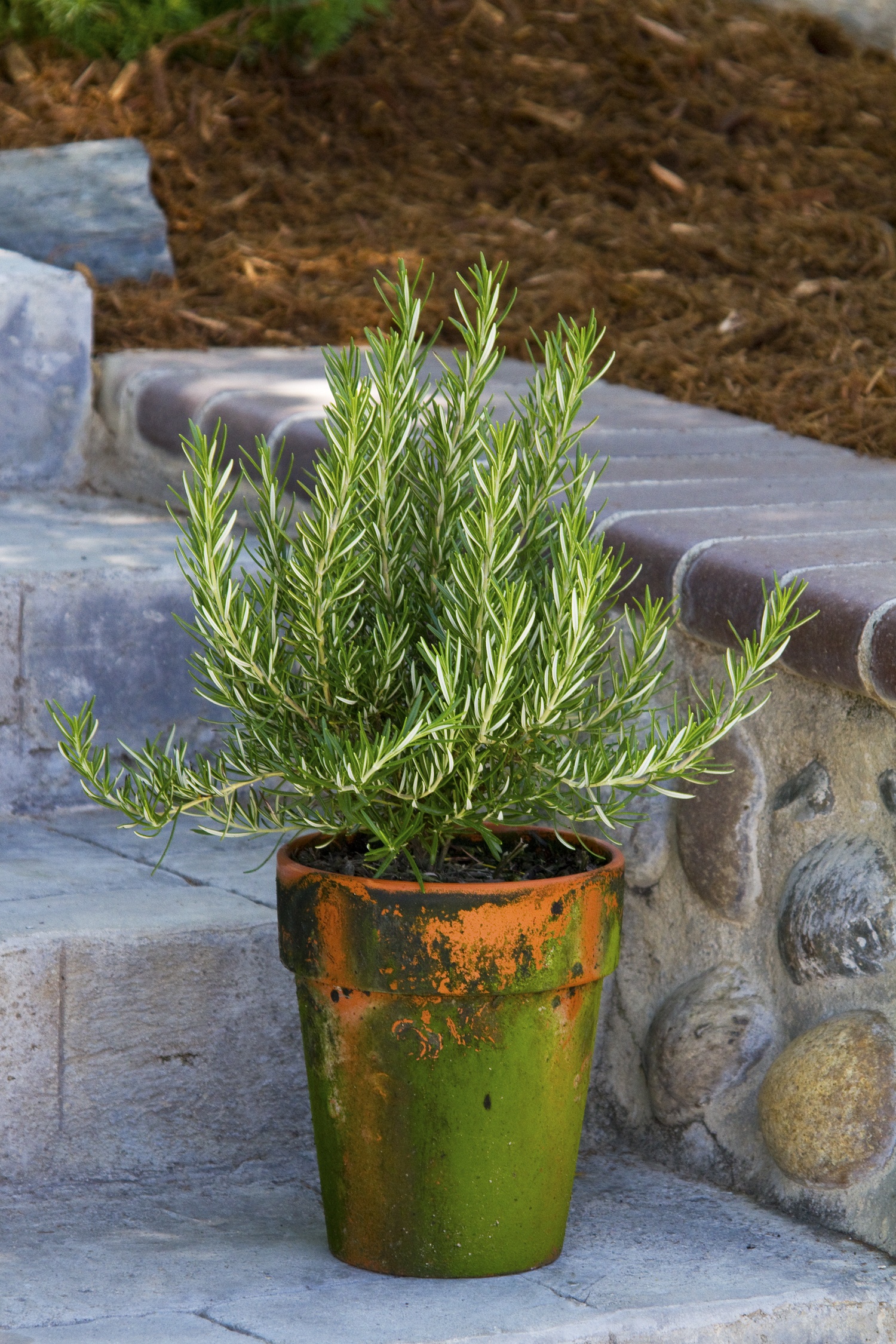 Tuscan Blue Rosemary, Rosmarinus officinalis 'Tuscan Blue', Monrovia Plant