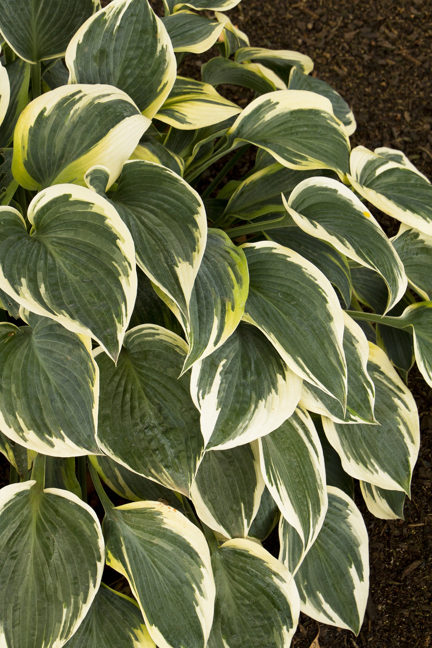 First Frost Hosta, Hosta x 'First Frost', Monrovia Plant