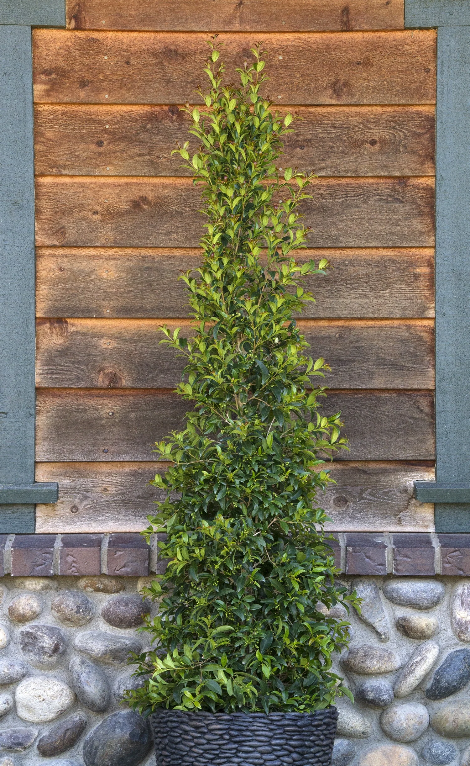 Dwarf Brush Cherry, Eugenia myrtifolia 'Globulus', Monrovia Plant