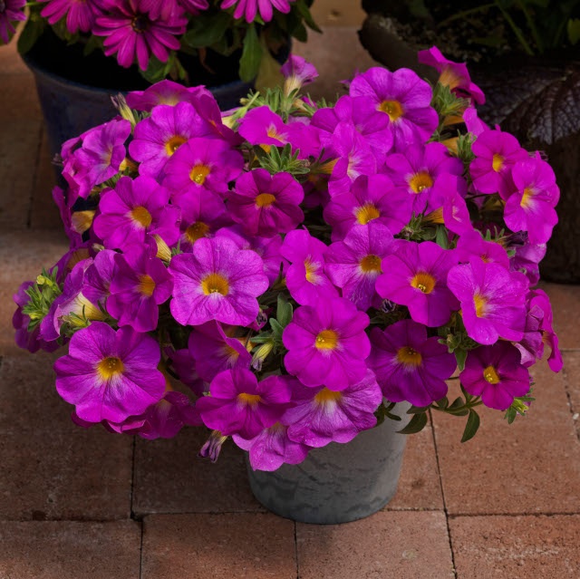 SuperCal® Petchoa, x Petchoa SuperCal® Petchoa Series, Monrovia Plant