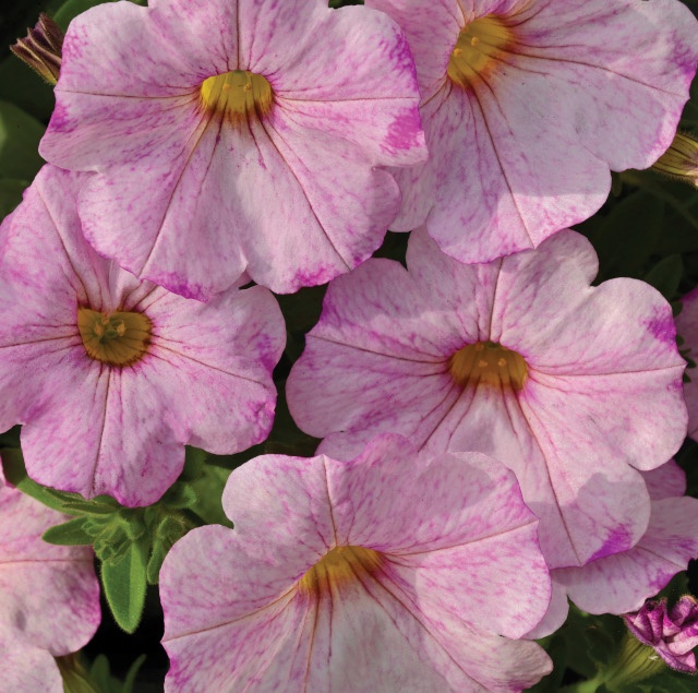 SuperCal® Petchoa, x Petchoa SuperCal® Petchoa Series, Monrovia Plant