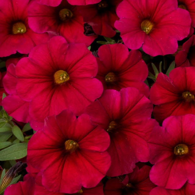 SuperCal® Petchoa, x Petchoa SuperCal® Petchoa Series, Monrovia Plant