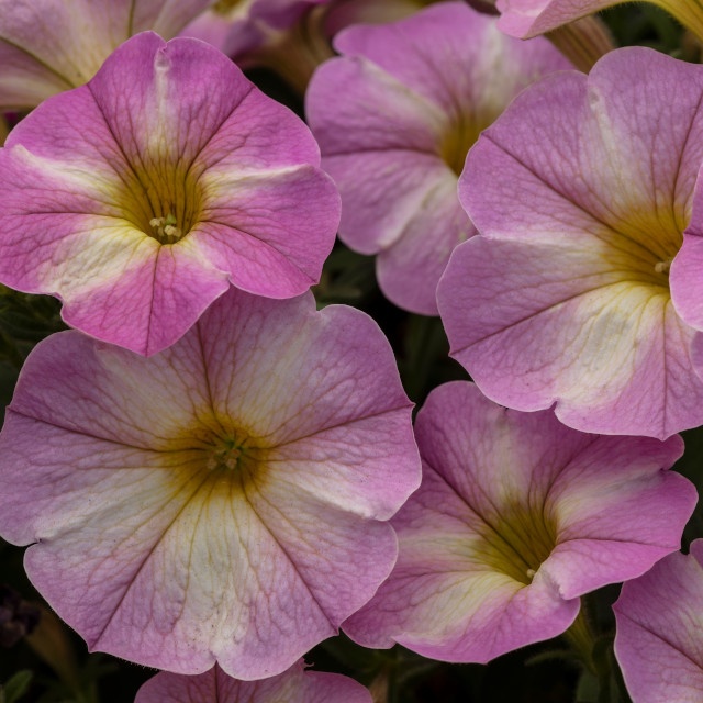 SuperCal® Petchoa, x Petchoa SuperCal® Petchoa Series, Monrovia Plant