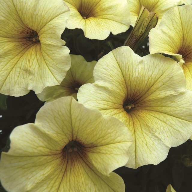 SuperCal® Petchoa, x Petchoa SuperCal® Petchoa Series, Monrovia Plant