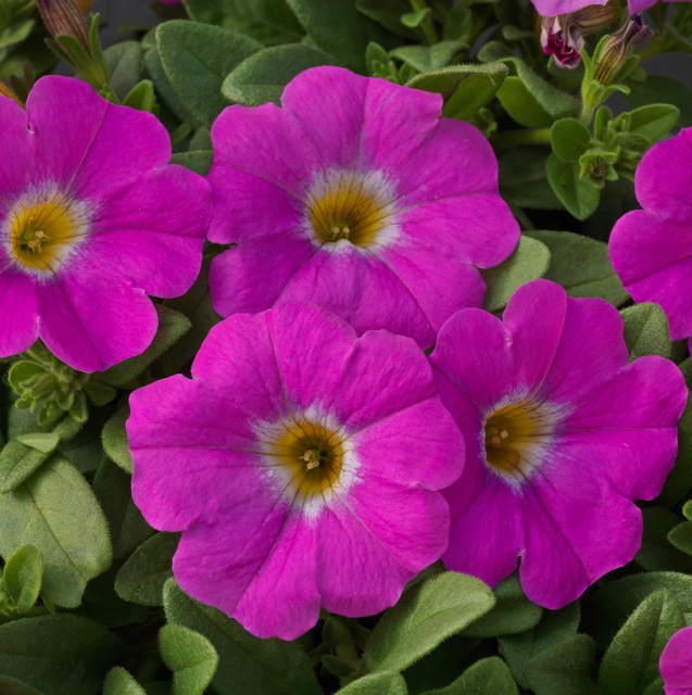 SuperCal® Petchoa, x Petchoa SuperCal® Petchoa Series, Monrovia Plant