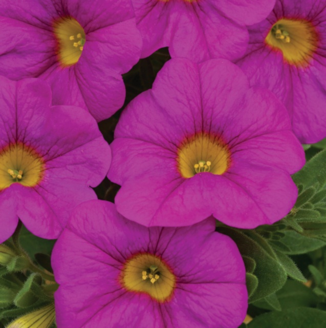 SuperCal® Petchoa, x Petchoa SuperCal® Petchoa Series, Monrovia Plant