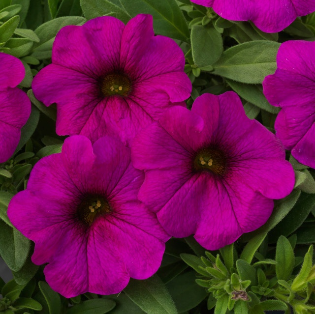 SuperCal® Petchoa, x Petchoa SuperCal® Petchoa Series, Monrovia Plant