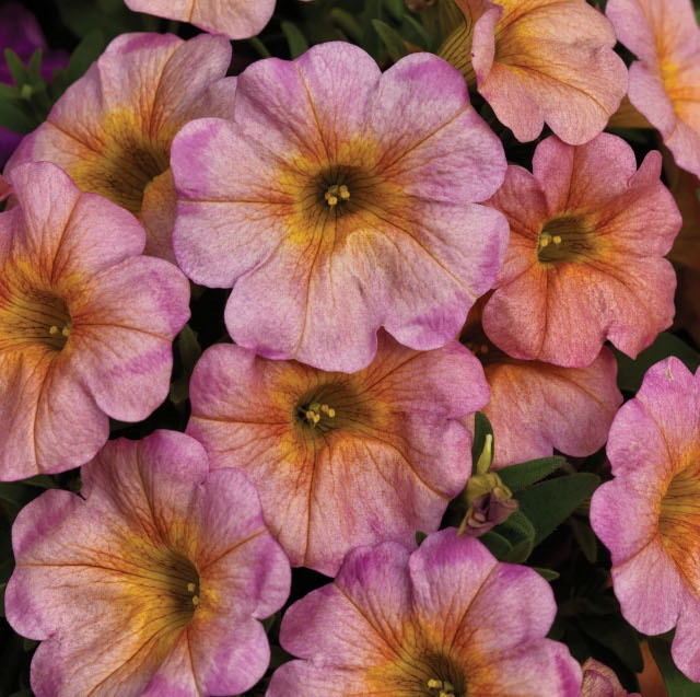 SuperCal® Petchoa, x Petchoa SuperCal® Petchoa Series, Monrovia Plant