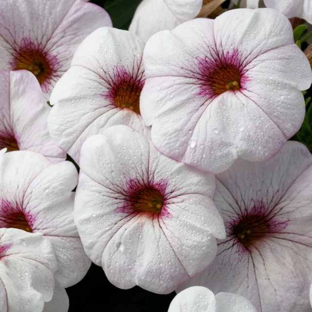 SuperCal® Petchoa, x Petchoa SuperCal® Petchoa Series, Monrovia Plant