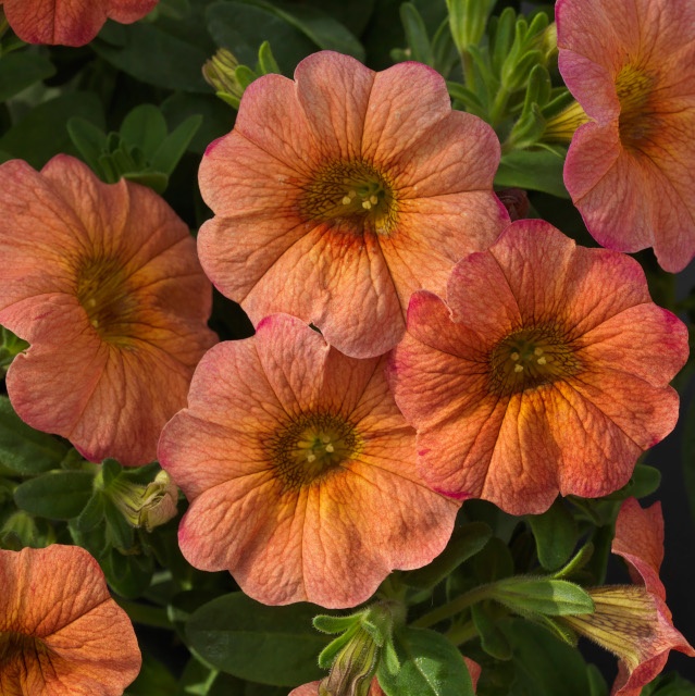 SuperCal® Petchoa, x Petchoa SuperCal® Petchoa Series, Monrovia Plant