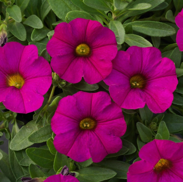 SuperCal® Petchoa, x Petchoa SuperCal® Petchoa Series, Monrovia Plant