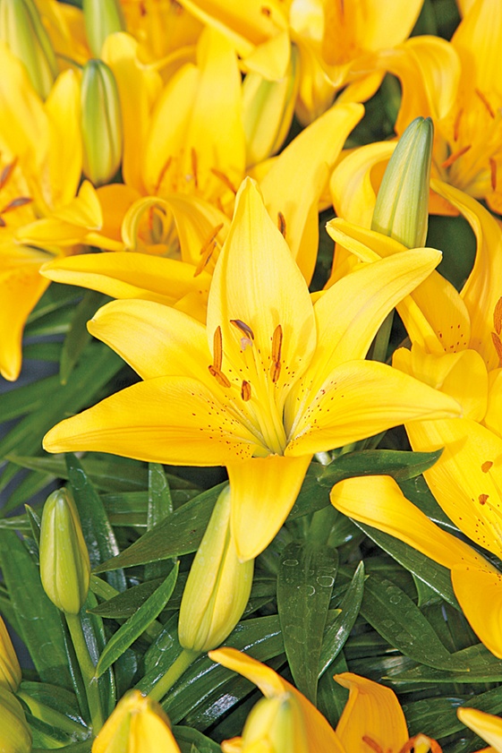 Lily Looks™ Tiny Bee Asiatic Lily, Lilium 'Tiny Bee' PP #16,255