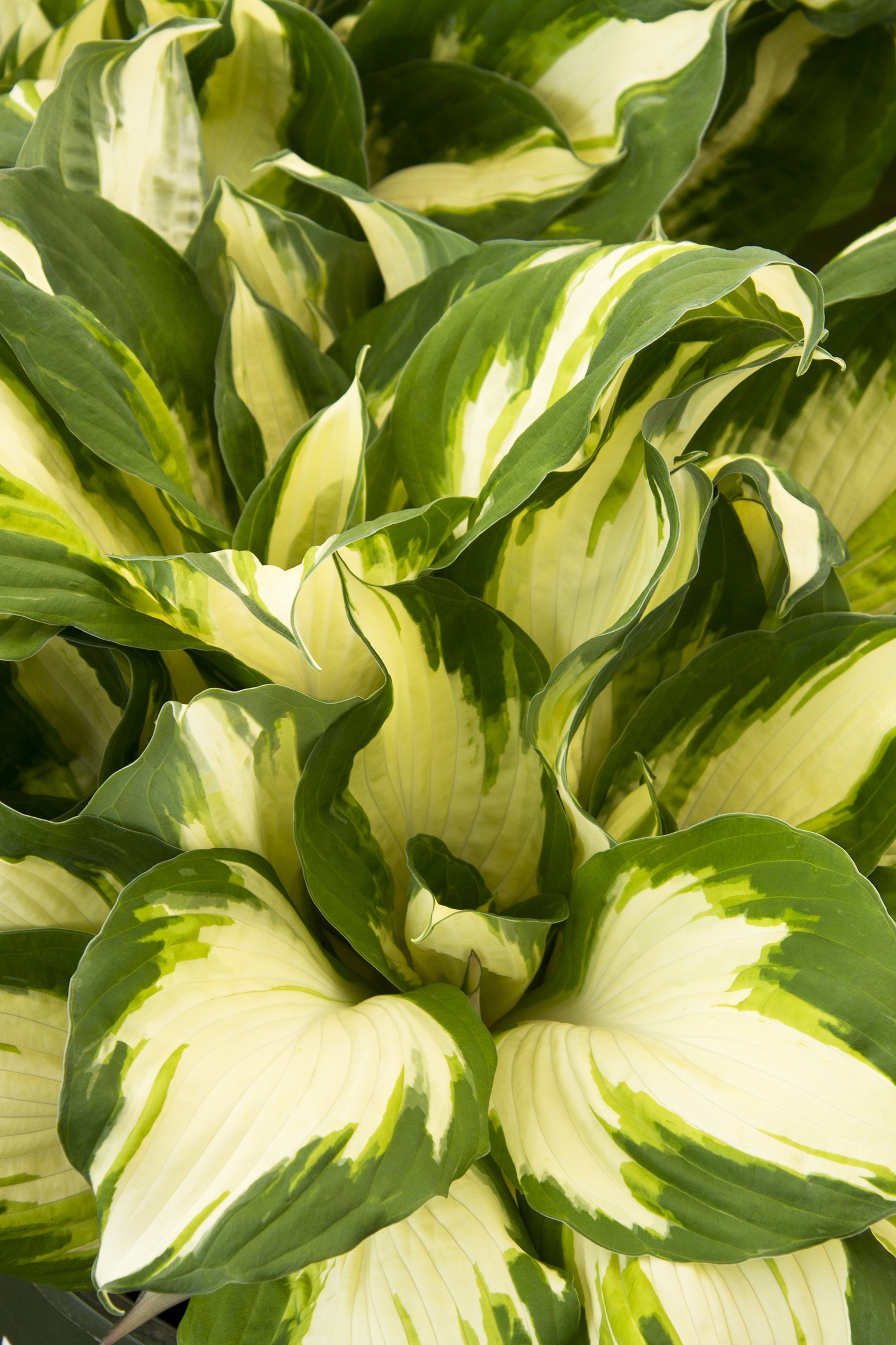 Enterprise Hosta, Hosta x 'Enterprise', Monrovia Plant