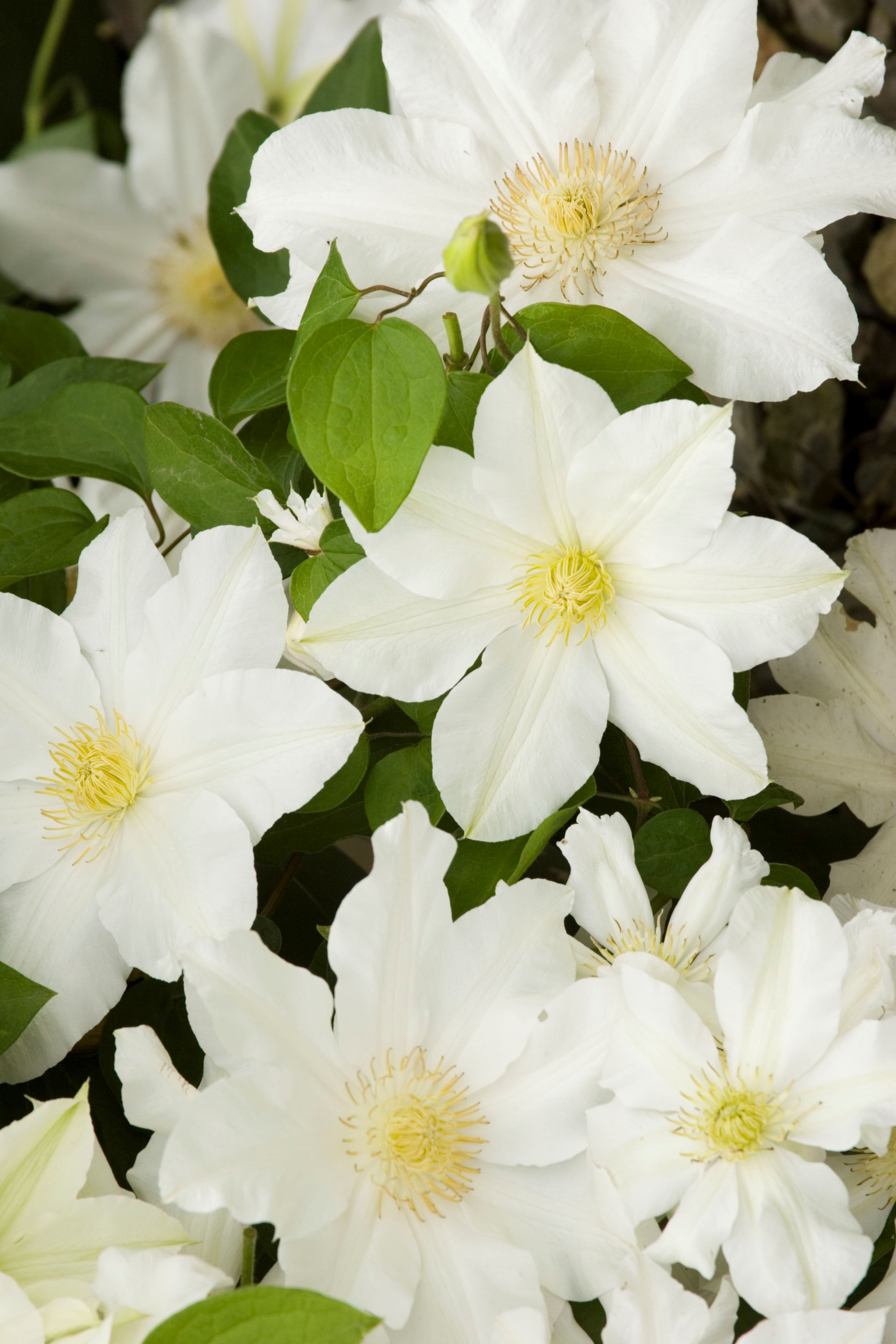 Toki Clematis, Clematis x 'Toki', Monrovia Plant