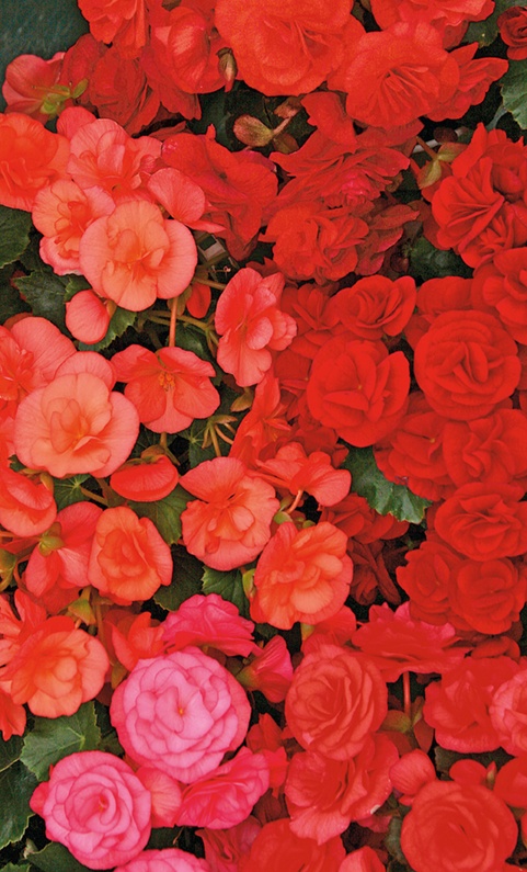 Solenia® Begonia, Begonia Solenia® Series, Monrovia Plant