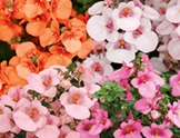 Darla™ Diascia, Diascia Darla™ Series Patented, Monrovia Plant