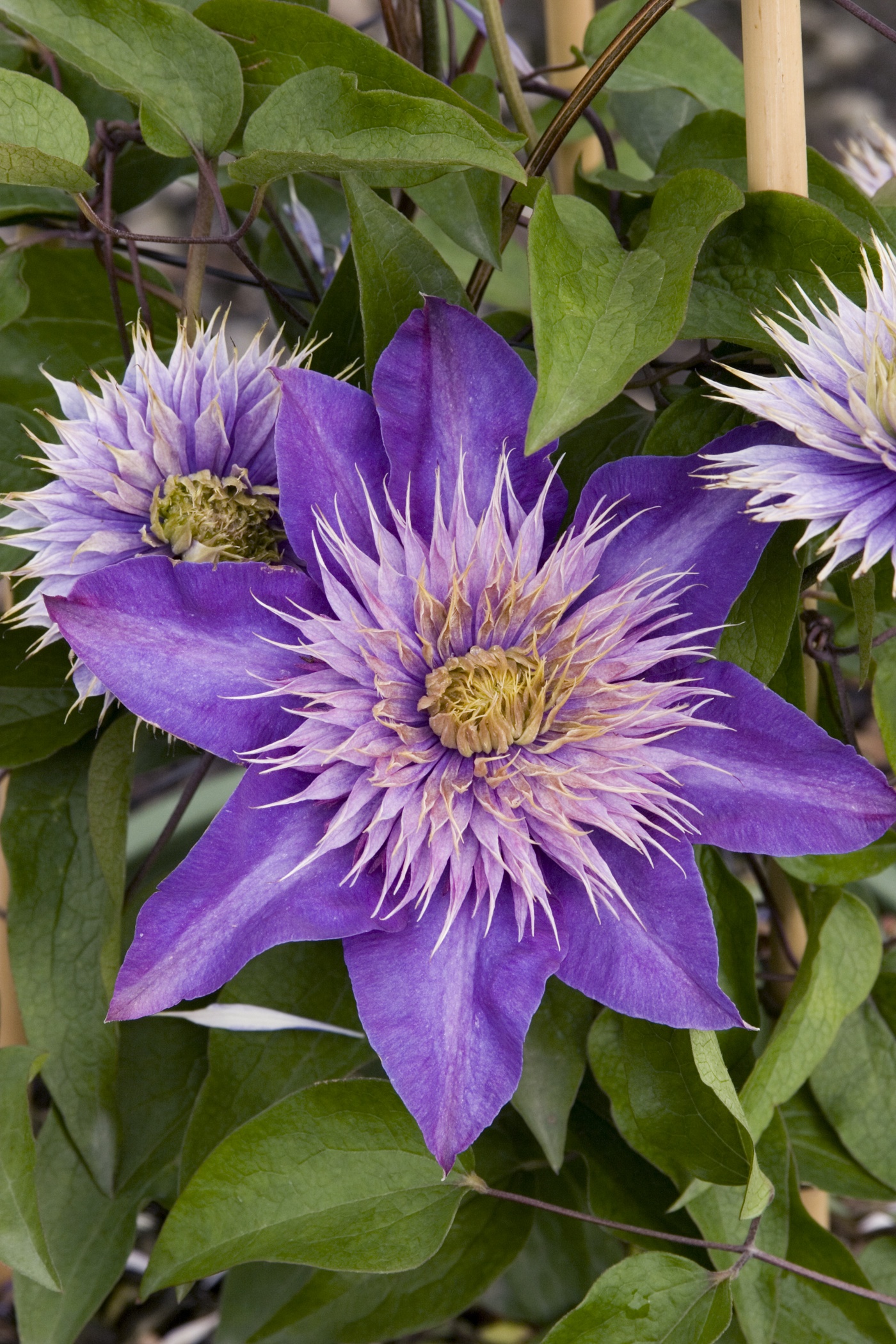 Multi-Blue Clematis, Clematis x 'Multi-blue', Monrovia Plant