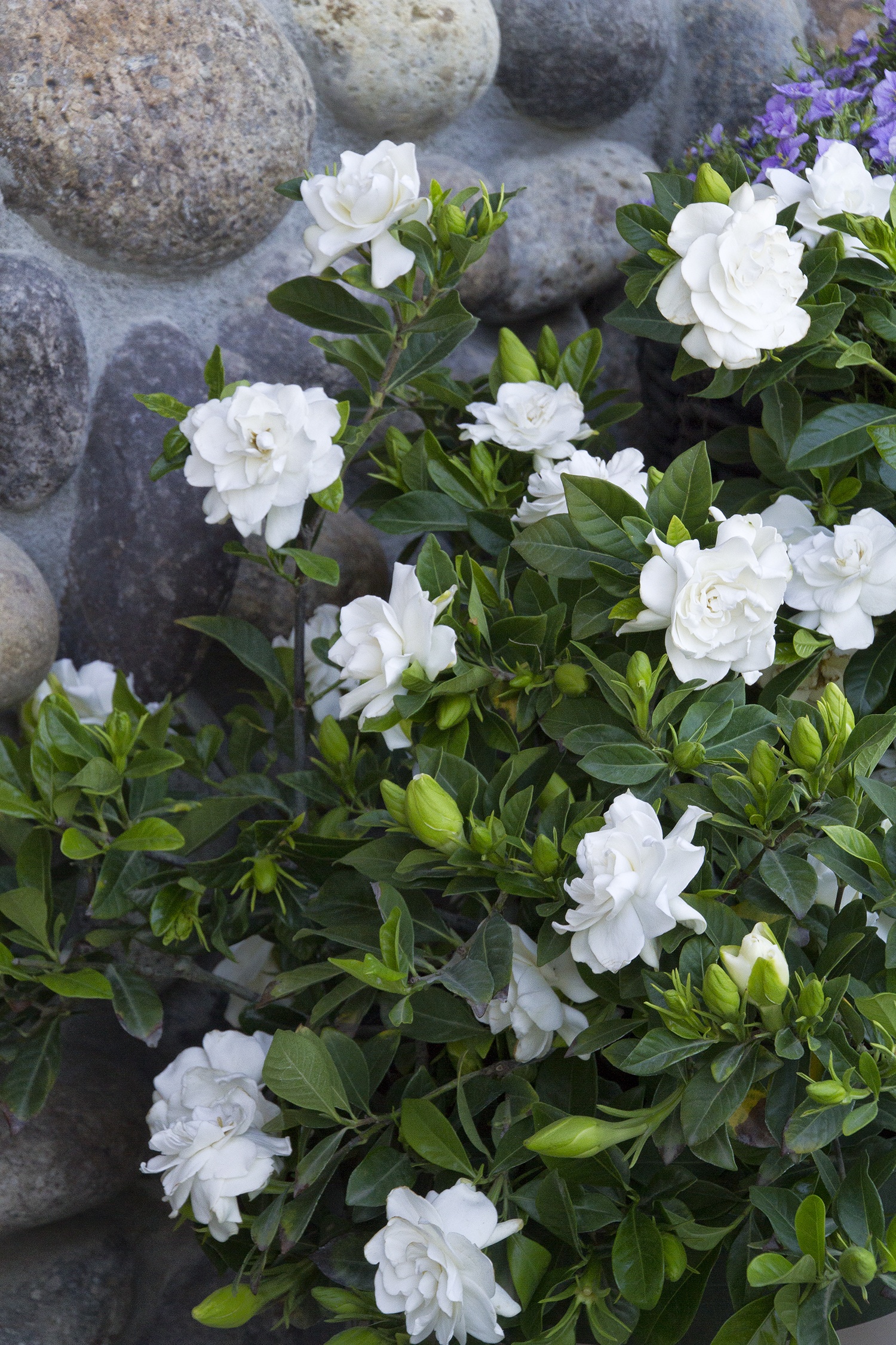 Everblooming Gardenia, Gardenia jasminoides 'Veitchii', Monrovia Plant