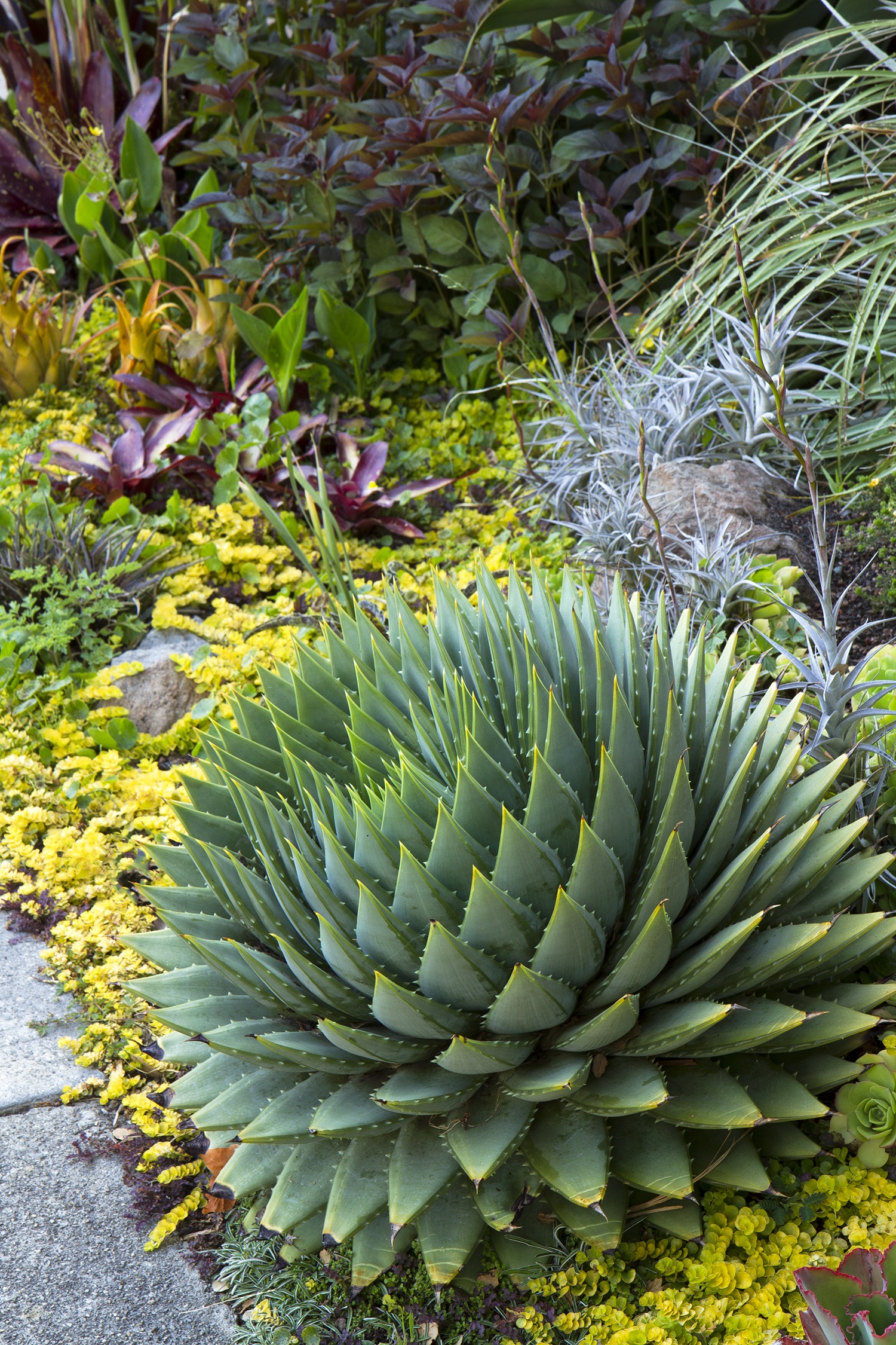 Spiral Aloe, Aloe polyphylla, Monrovia Plant