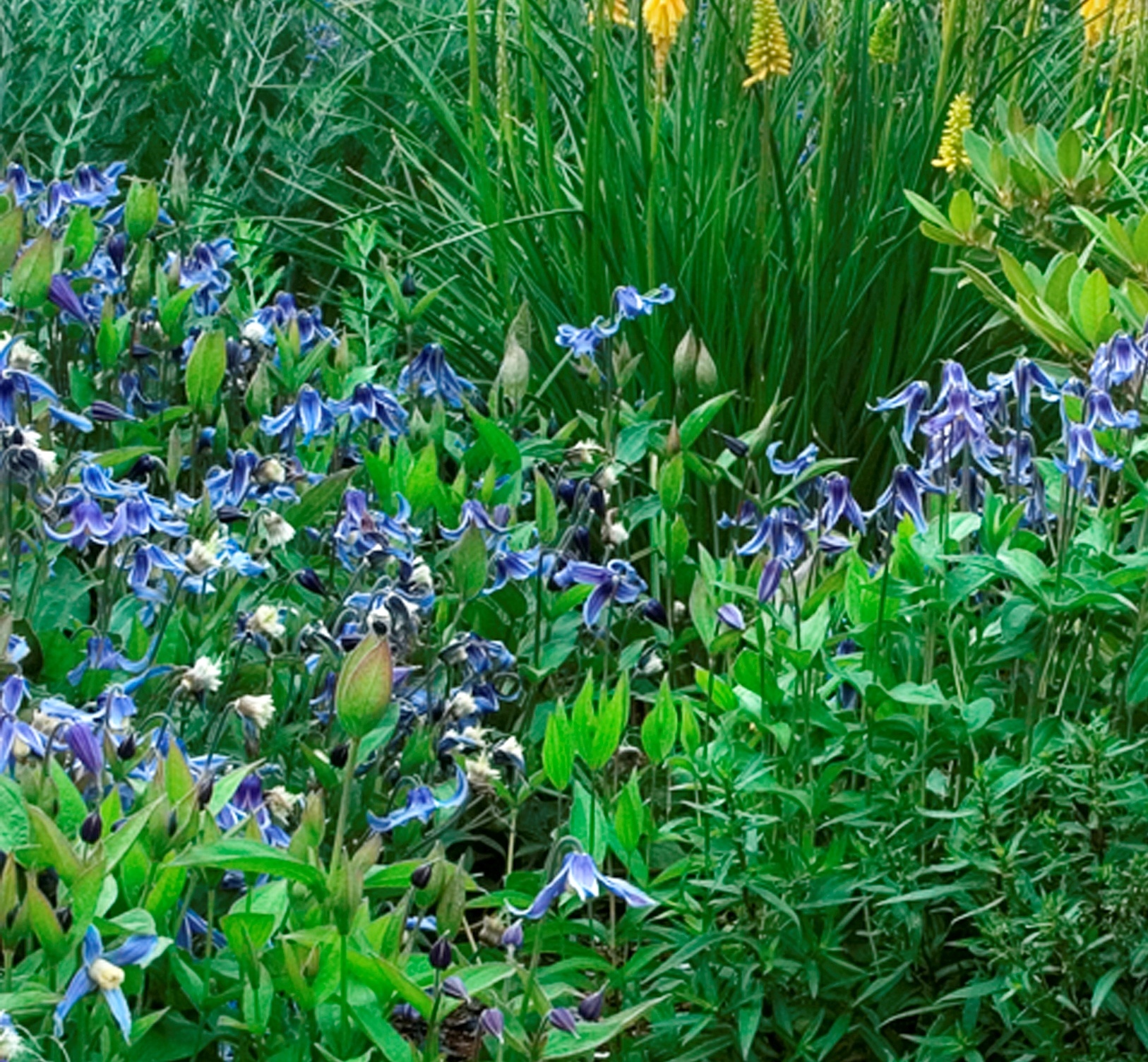 Blue Ribbons Bush Clematis, Clematis integrifolia 'Blue Ribbons'