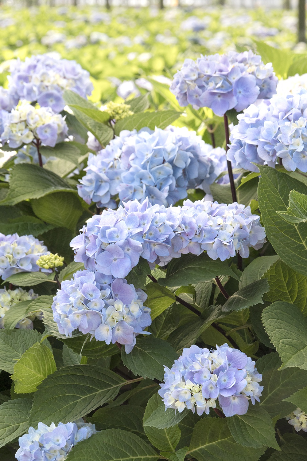Blue Enchantress® Hydrangea, Hydrangea macrophylla 'Monmar' PP #25,209
