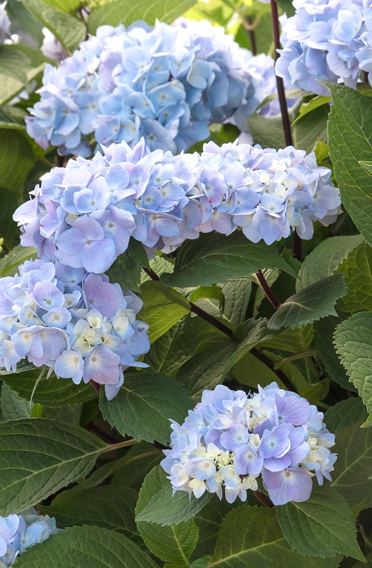 Blue Enchantress® Hydrangea, Hydrangea macrophylla 'Monmar' PP #25,209