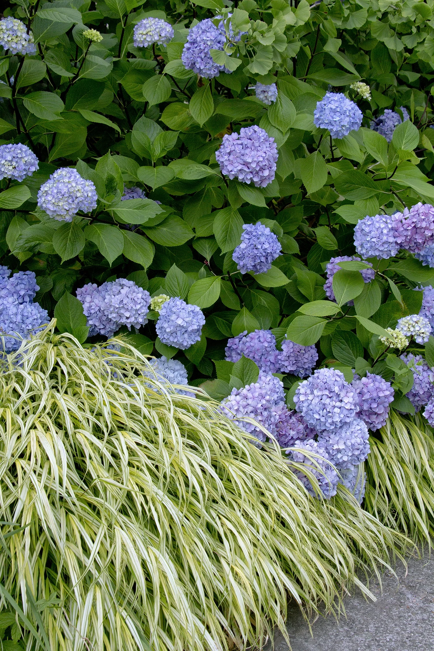 Blue Enchantress® Hydrangea, Hydrangea macrophylla 'Monmar' PP #25,209