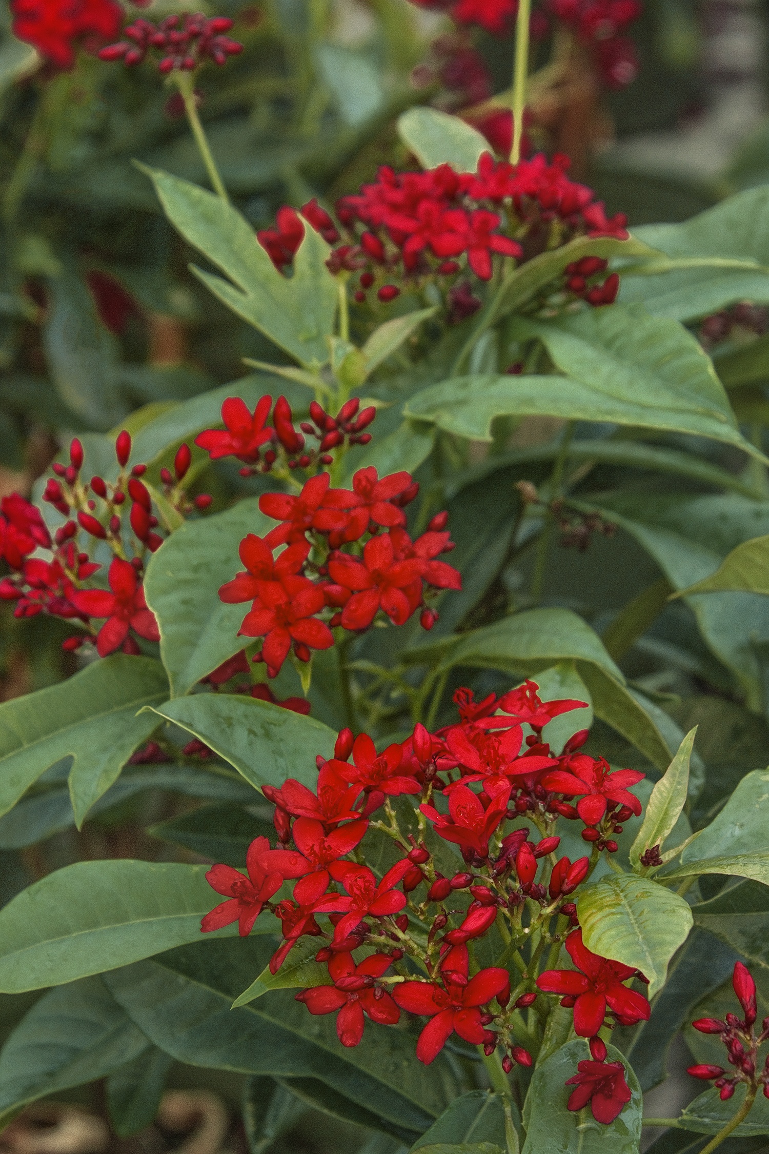 Compact Spicy Jatropha, Jatropha integerrima 'Compacta', Monrovia Plant
