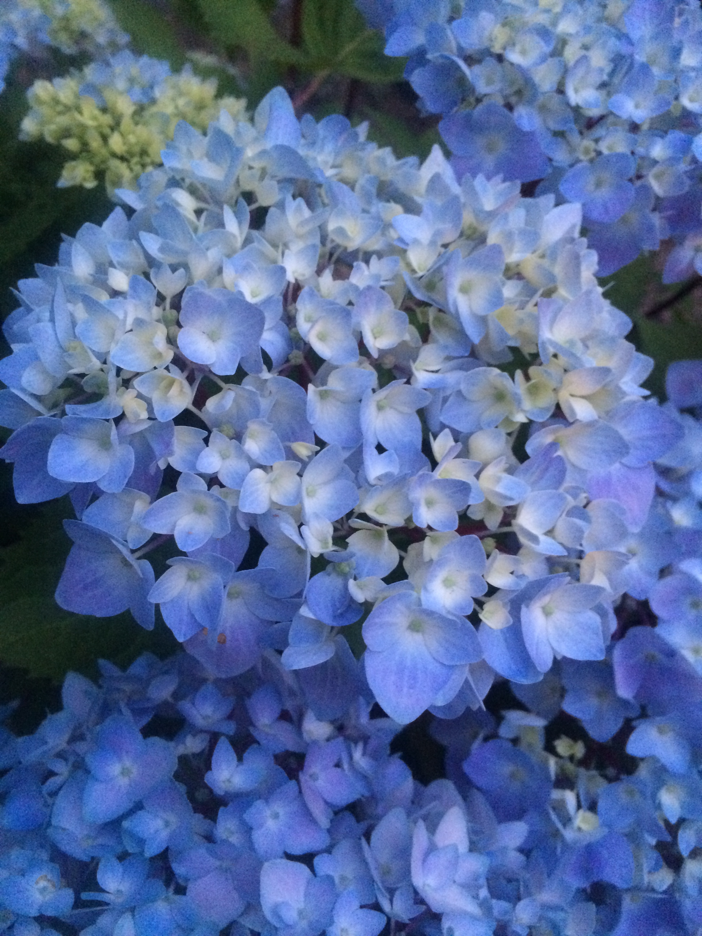 Blue Enchantress® Hydrangea, Hydrangea macrophylla 'Monmar' PP #25,209