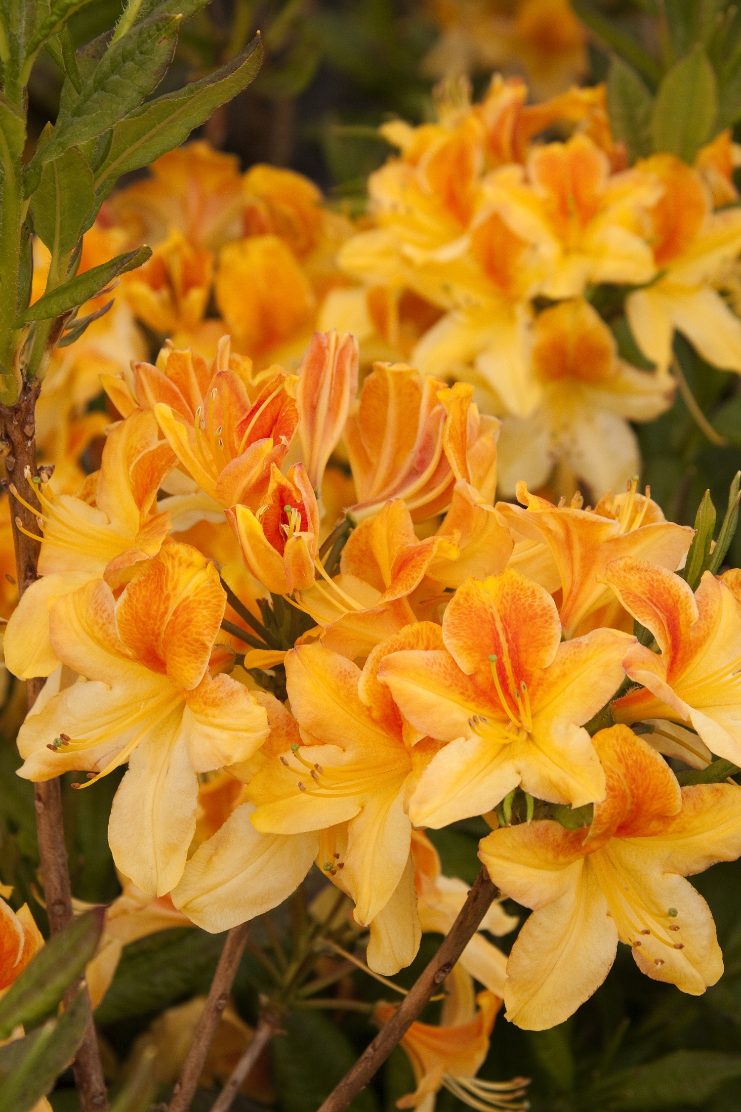 Golden Flare Azalea, Azalea x 'Golden Flare' (Exbury hybrid)