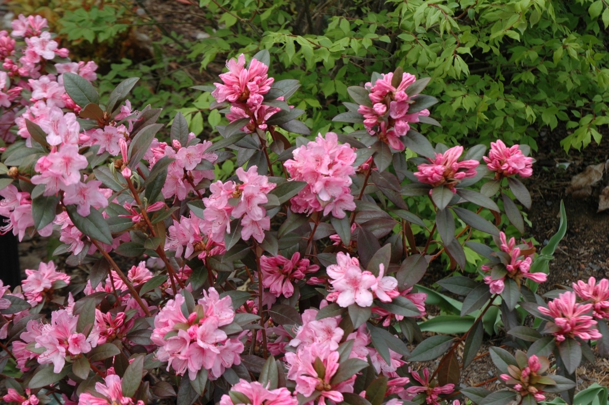 Weston's Aglo Rhododendron, Rhododendron x 'Weston's Aglo' (H-1)