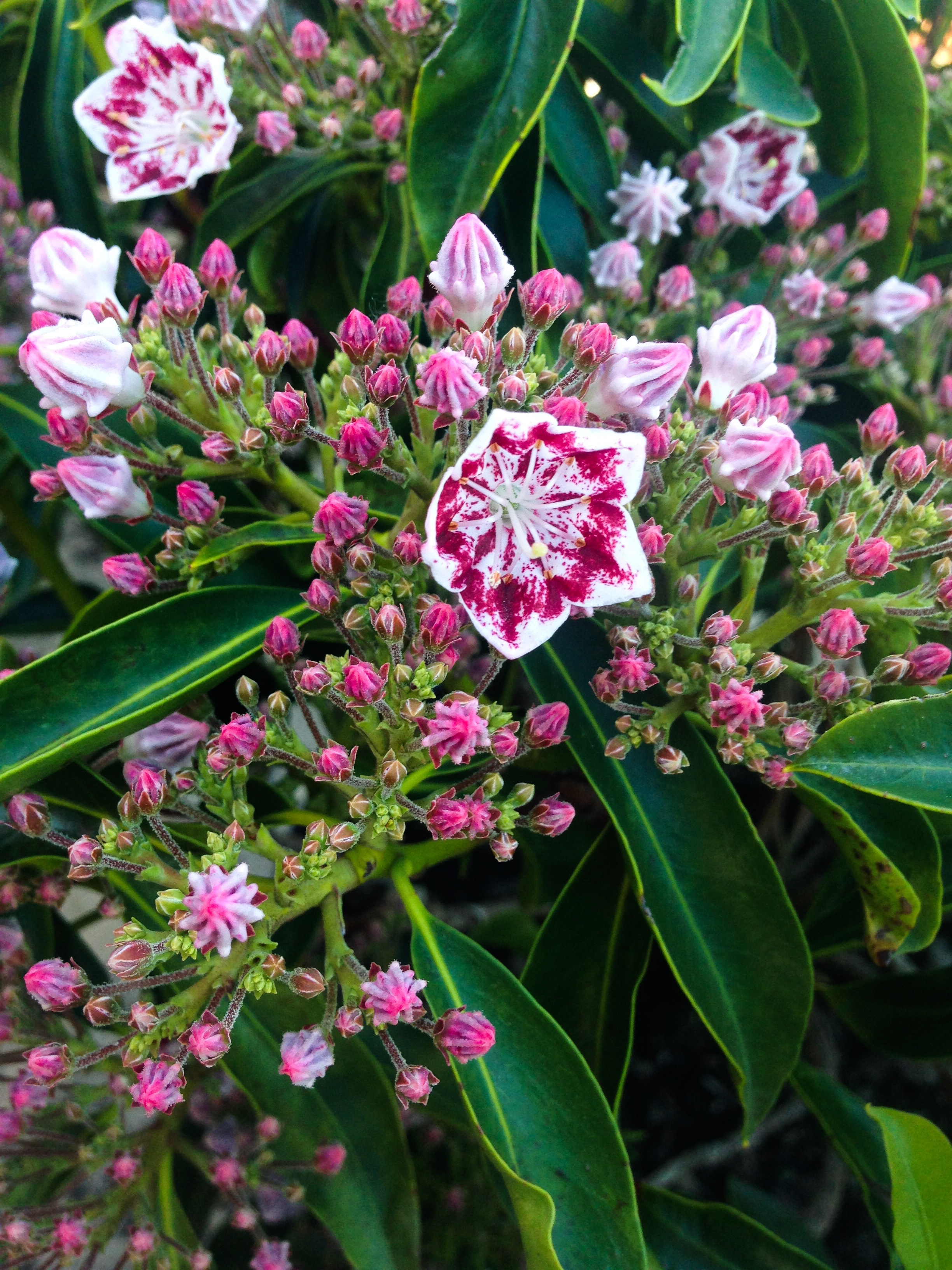 Carousel Mountain Laurel, Kalmia latifolia 'Carousel', Monrovia Plant