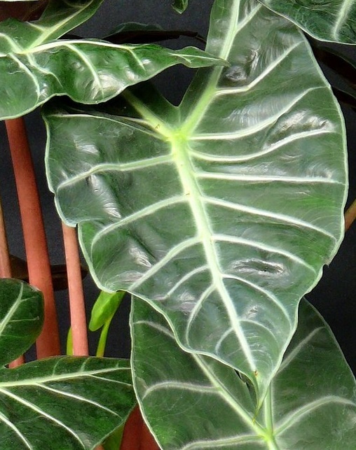 Ivory Coast Elephant Ear, Alocasia 'ALO1' PP #25,804, Monrovia Plant
