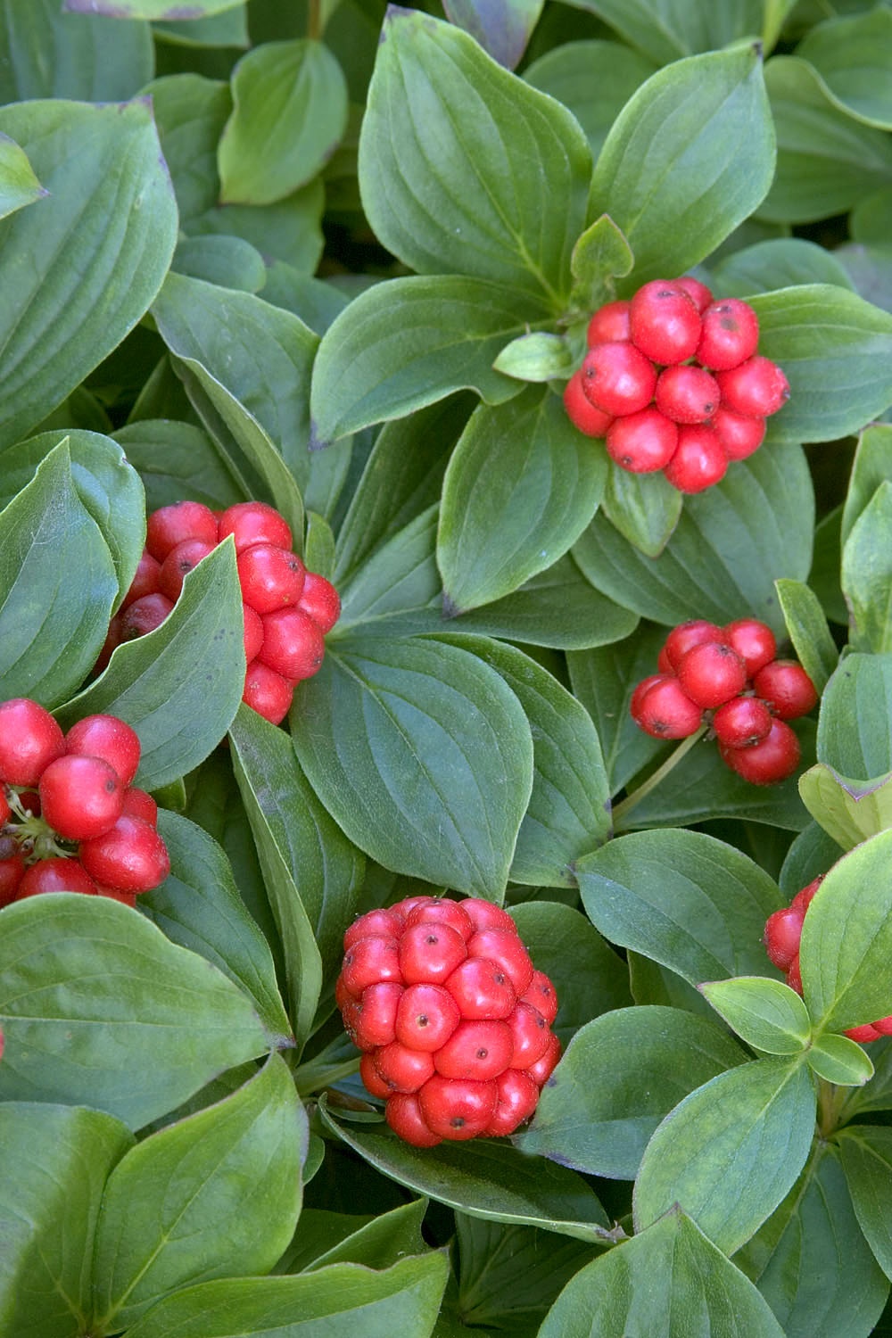 Bunchberry, Cornus canadensis, Monrovia Plant