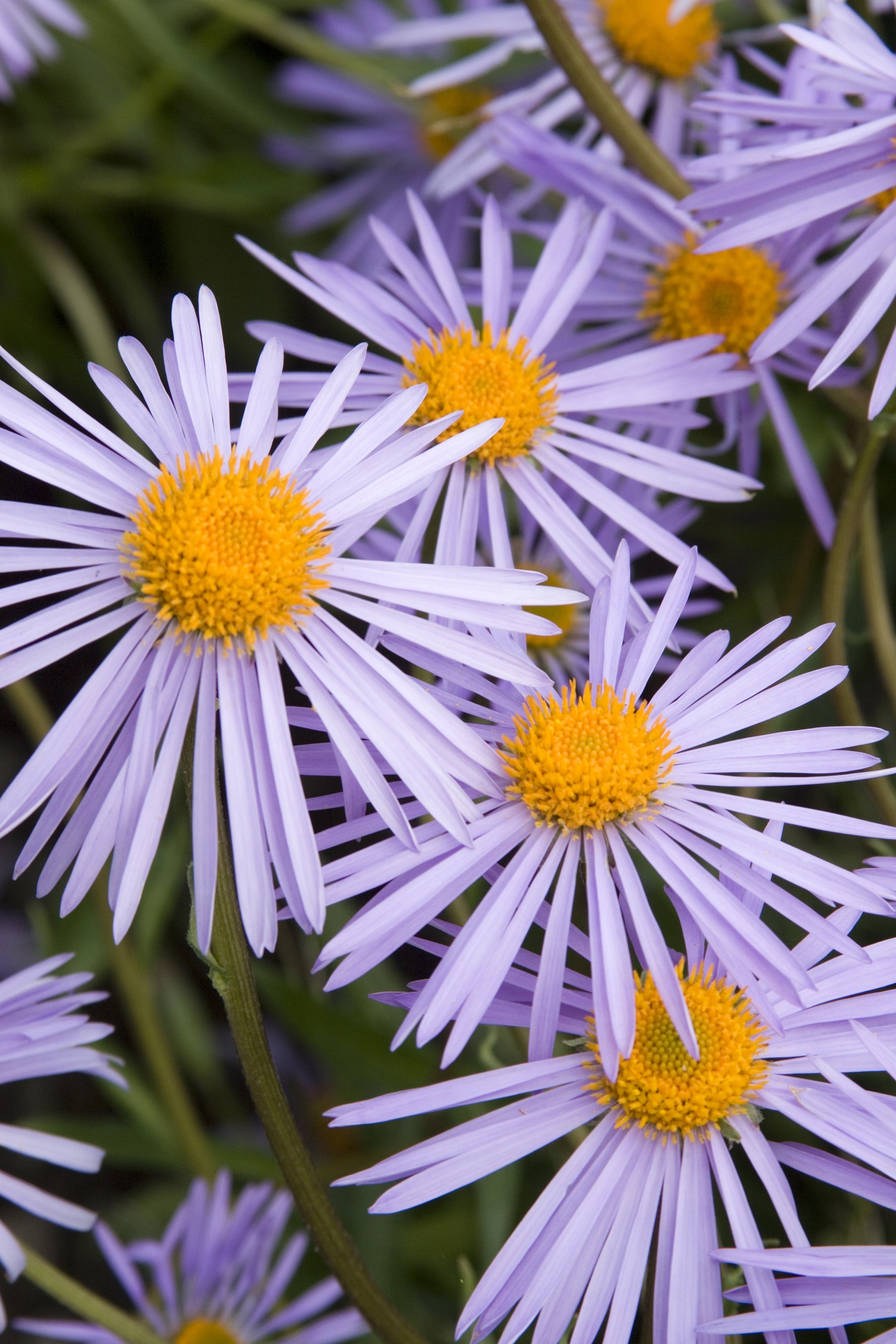 Triumph Aster, Aster x alpellus 'Triumph', Monrovia Plant